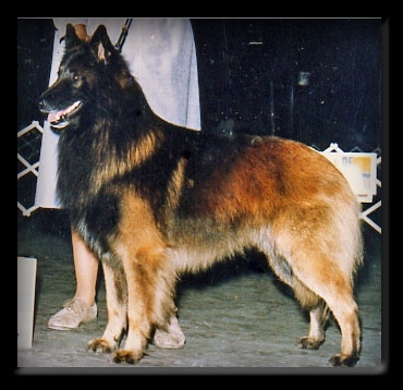 National Specialties BOS Photos – American Belgian Tervuren Club