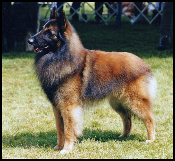 National Specialties BOS Photos – American Belgian Tervuren Club