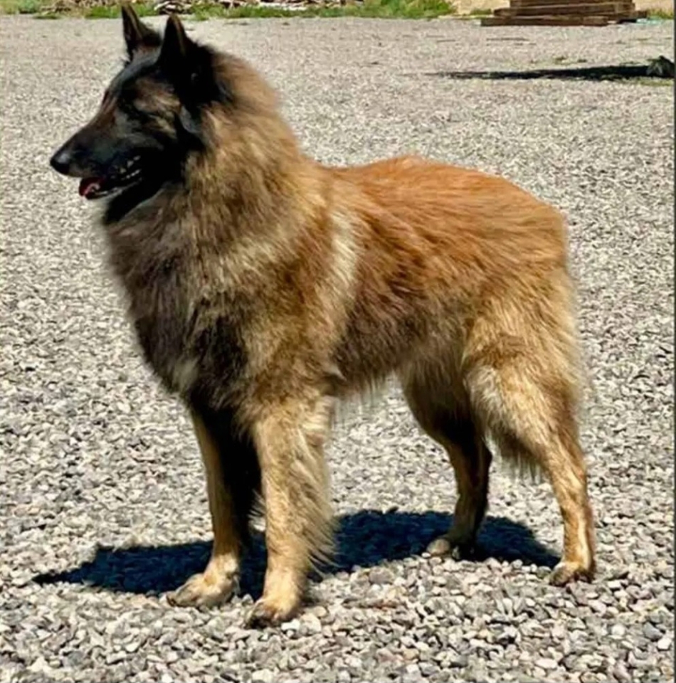 National Specialties BOS Photos – American Belgian Tervuren Club
